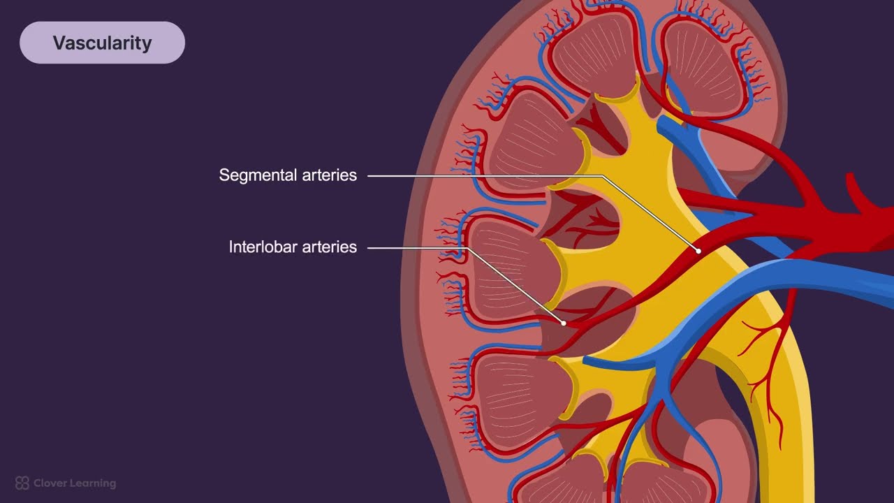 Renal Ultrasound: How to Recognize Kidney Anatomy & Doppler Patterns