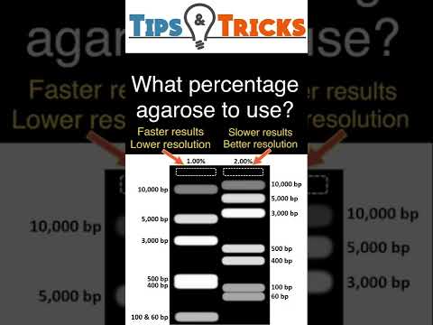 What Agarose Percentage to use in the Gel