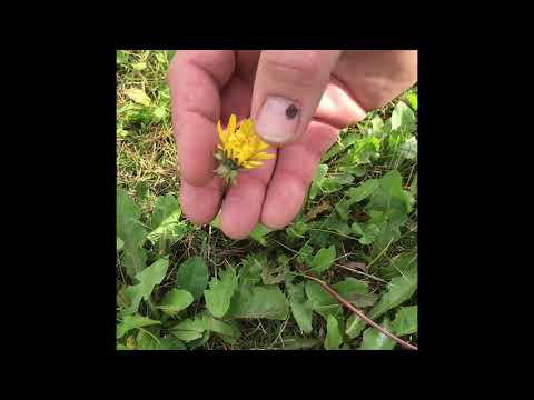 Not all dandelion flowers are dandelions
