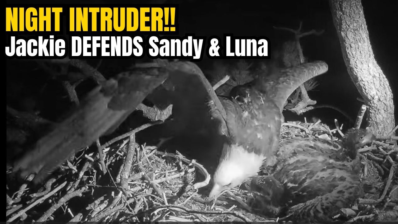 JACKIE LUNGES AT NIGHT INTRUDER! 🐿️ Protecting eaglets SANDY & LUNA ❤️ FOBBV, CA 5/10/2026