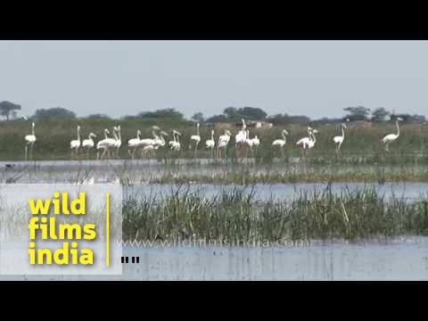 Boat safari through wetlands of Nalsarovar bird sanctuary, Gujarat
