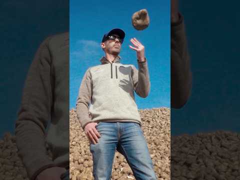 55% Of All Sugar Production In The USA Comes From Sugar Beets. #youtubeshorts #shorts #food #farming