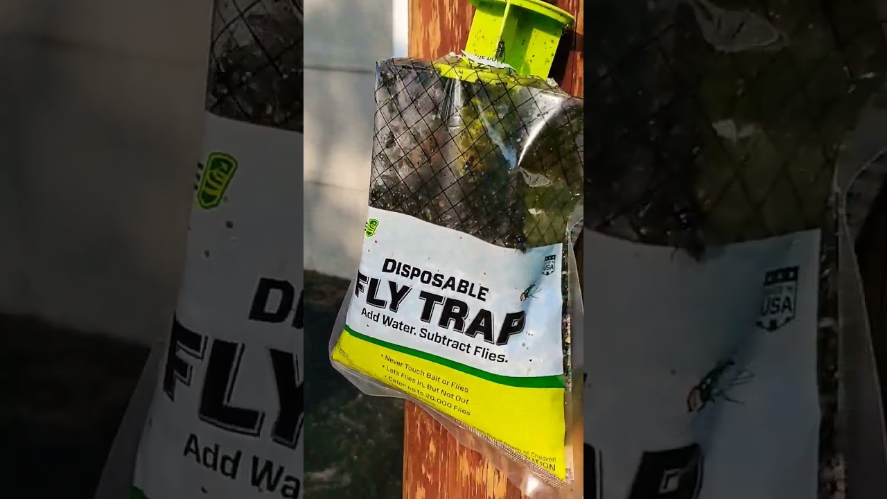 FlyTrap Bags Really WORK!!! Results Day 4 #like #Picnic #Camping #OutDoors #SoSoShhh #FlyTraps