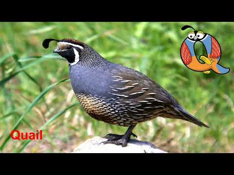 Animals start with Q / Alphabet animals / Q is for / abecedario en ingles / Alphabetimals / letter q