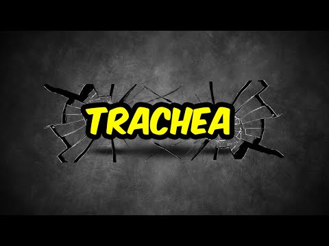 Trachea Pronunciation | How to Pronounce Trachea