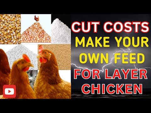 How to make cheap chicken feed for layer chickens from home using local ingredients.
