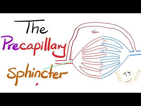 The Pre-capillary Sphincter. The Metarteriole & The Thoroughfare Channel | Histology
