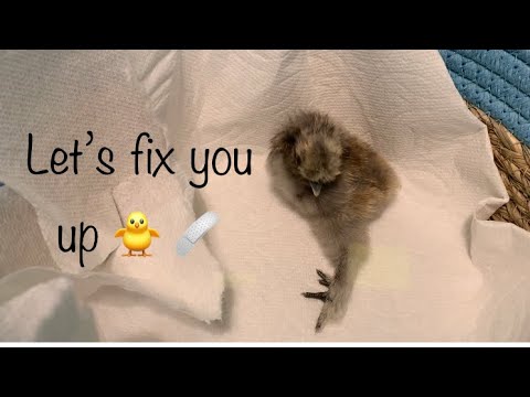 Fixing SPRADDLE/SPLAYED leg chicks