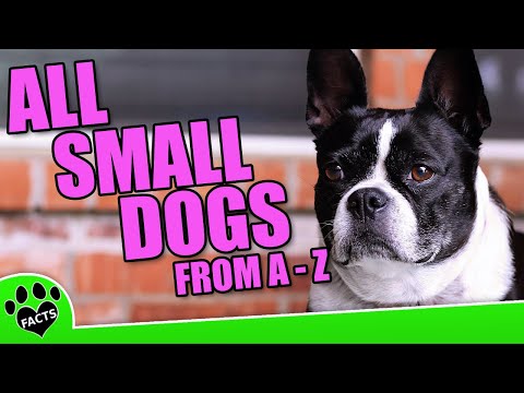 All Small Dog Breeds From A To Z (2 of 6) Cairn Terrier to German Spitz