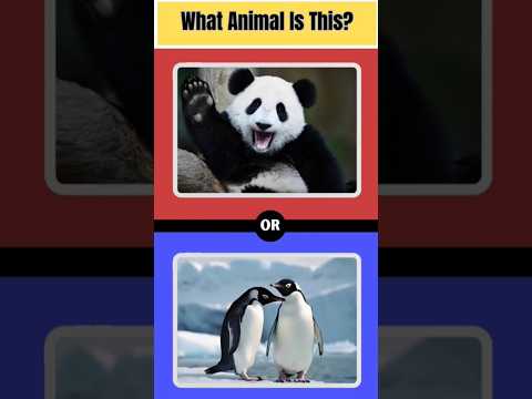 Guess the Animal quiz part 16! 🕵️♂️🐼 #shorts #animals