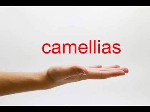 How to Pronounce camellias - American English