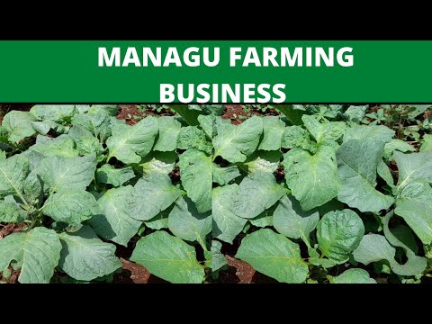 EARN 60K farming MANAGU for business| managu farming in kenya| farming business|advanced technology