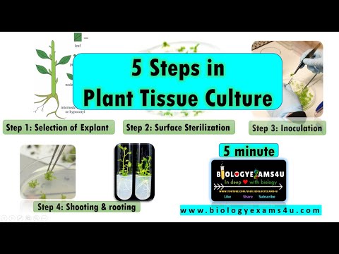 5 Essential Steps in Plant Tissue Culture || A beginners guide