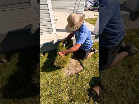 TIP FOR INSTALLING SOD!! #lawncare #sod #tips #funny #construction
