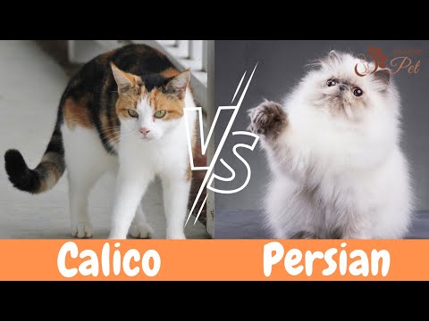 Calico Cat vs Persian: 10 Surprising Differences You Need to Know!