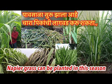 Grass Seeds - Wholesale Price & Mandi Rate for Lawn Grass Seeds in India