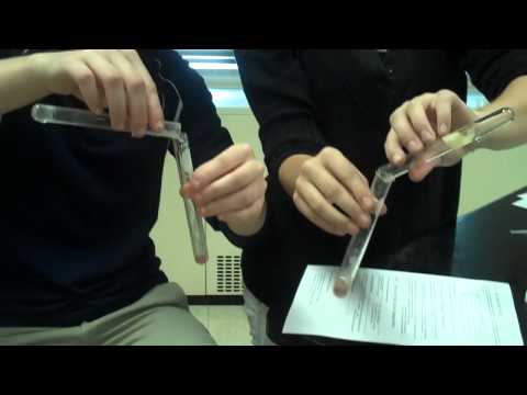 Reaction of Catalase and Hydrogen Peroxide