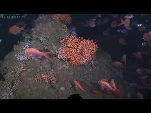 Reefs in the 'middle' light zone along NZ's coast are biodiversity ...