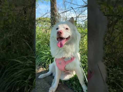 Chinese pastoral dog Tusong dog appearance online Tusong Chinese pastoral dog dog appearance