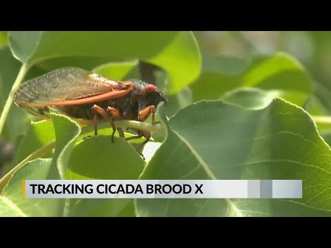 Tracking cicada brood X