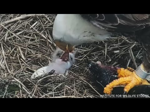 First Feeding is the BEST! 🐣Dad Feeds New Eaglet at West End Bald Eagle Nest Explore.org 3-9-24
