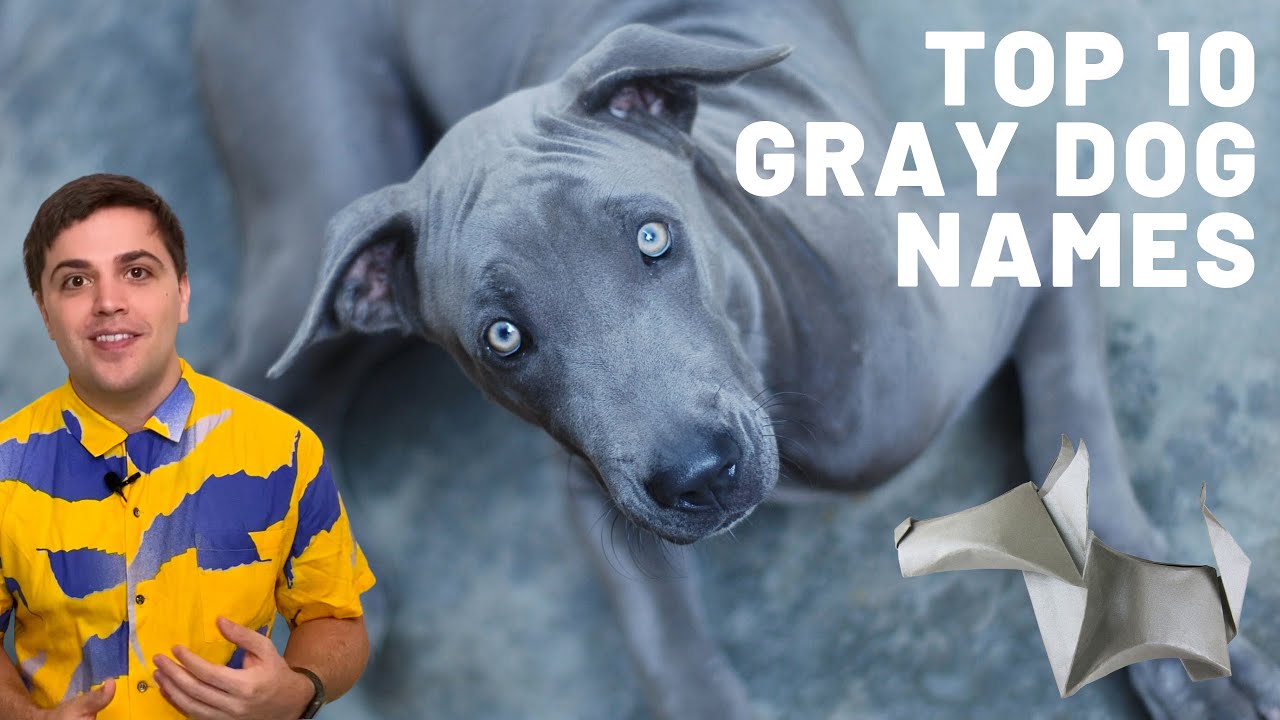 The 10 BEST Gray Dog Names