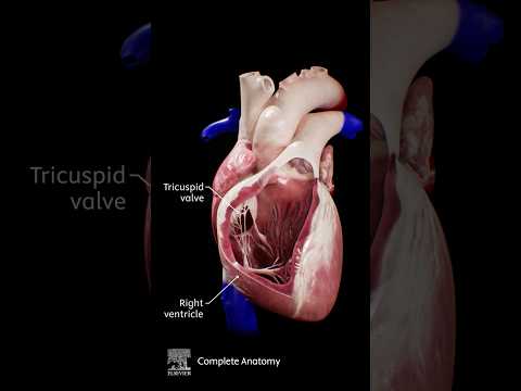 Understand the anatomy of the heart in 3D with Complete Anatomy