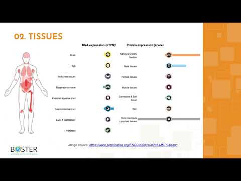 Learn MMP9 in 3 minutes | Matrix metalloproteinase-9