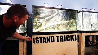 Best BETTA FISH Rack You Can Buy - The DIY Aquarium