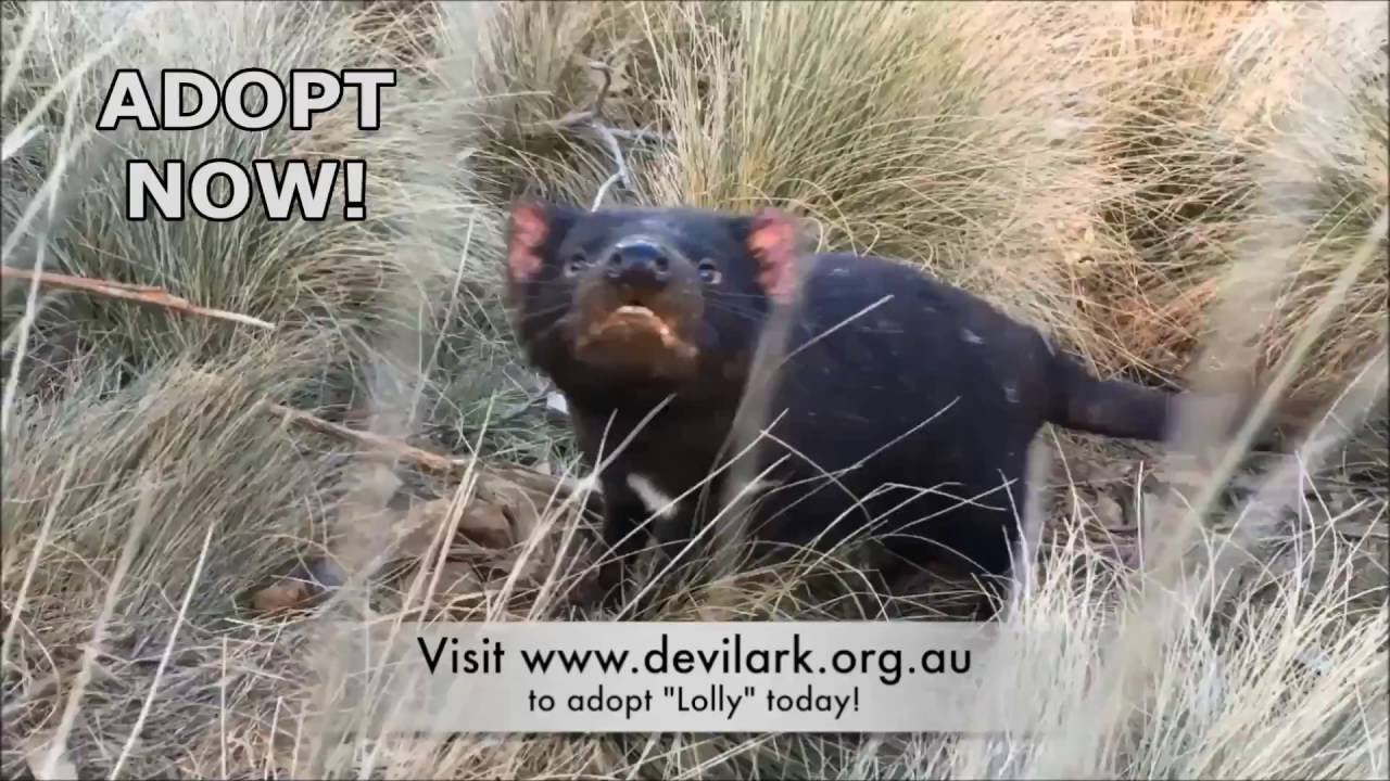 Devil Ark - Adopt Lolly
