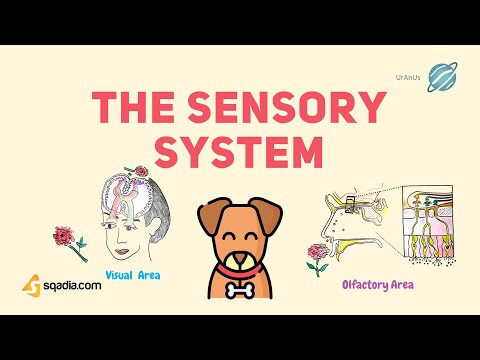 The Sensory System Physiology | Sensory Organs Receptor Types | Medical Study