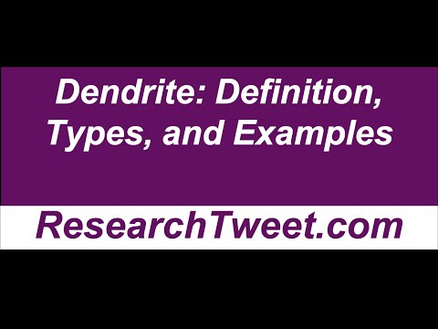 Dendrite: Definition, Types, and Examples