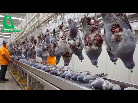 How Americans Raise and Process Millions of Pigeons – From Meat Production to Racing Champions