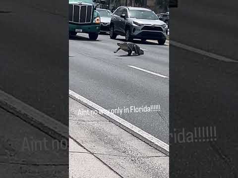 Florida Alligator Stops Traffic #Alligator #Florida #Wildlife