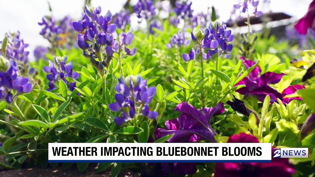 Where Are the Bluebonnets in Texas?
