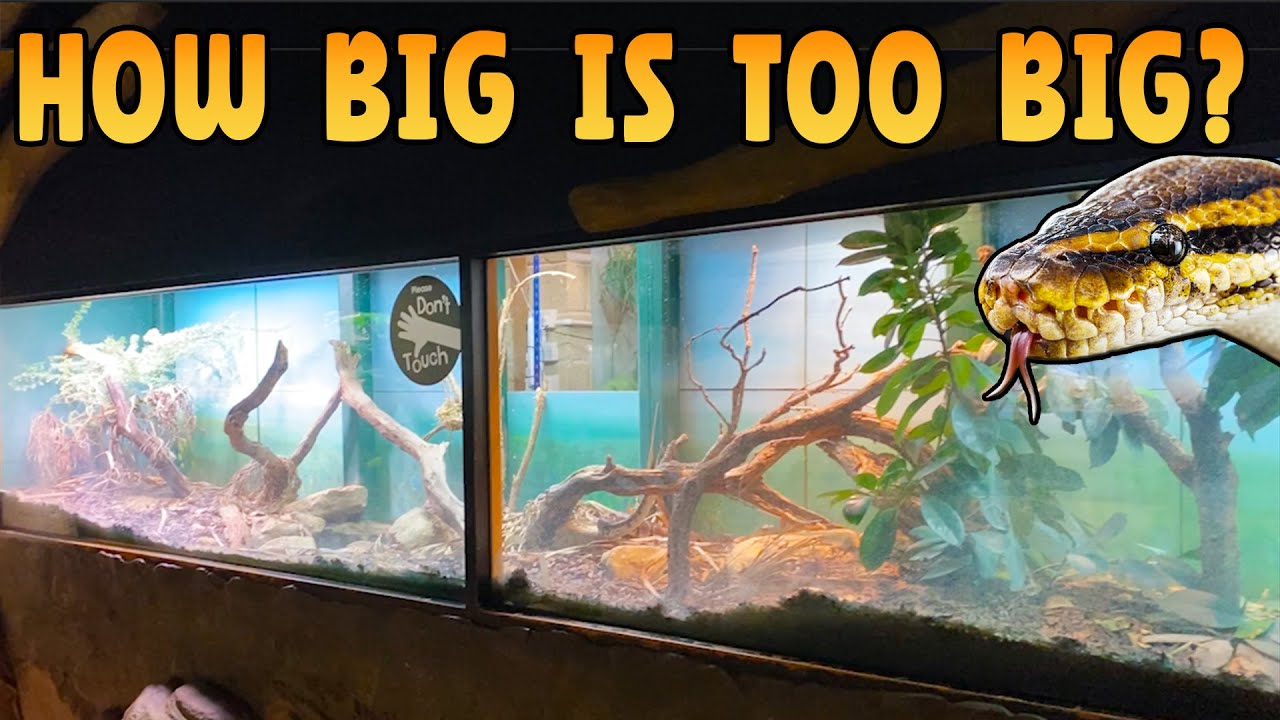 What is a Good Sized Tank for a Ball Python?