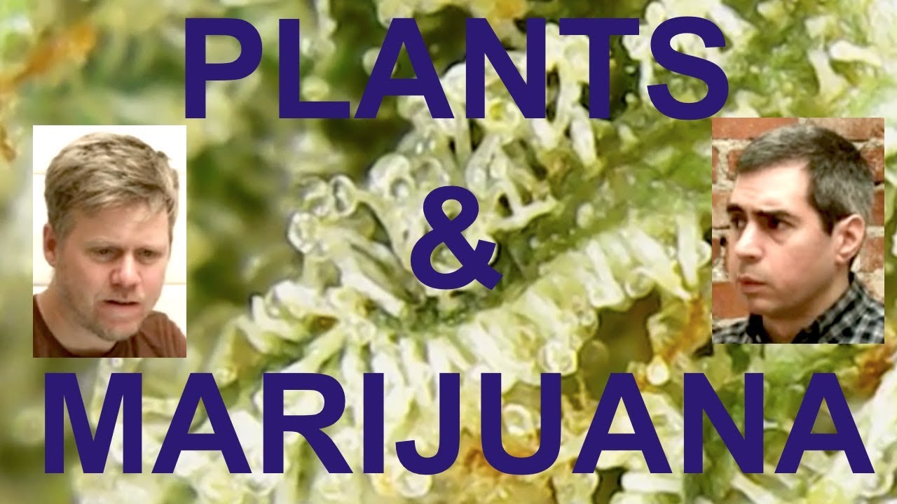 Microscope Show Ep. 7: PLANTS and MARIJUANA