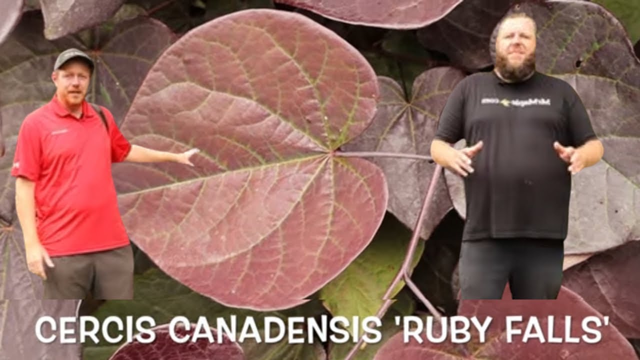 Cercis Canadensis 'Ruby Falls' Weeping Redbud Tree in the Blue Ridge Daylilies Garden