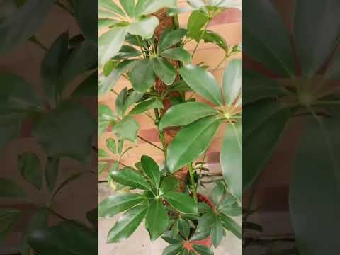 Secret‼️ How to make #schefflera bush more thick