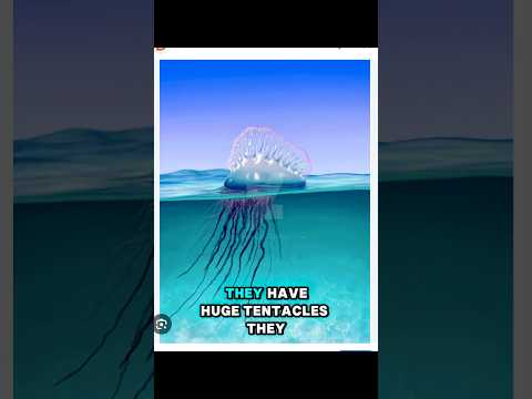 Portuguese Man O War spotted #annamariaisland
