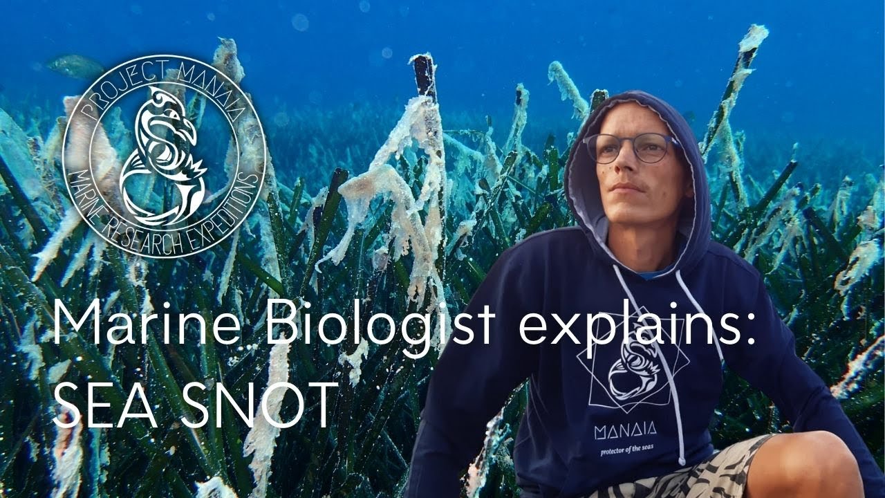 Simple Marine Biology lecture - Marine Biologist explains Sea Snot