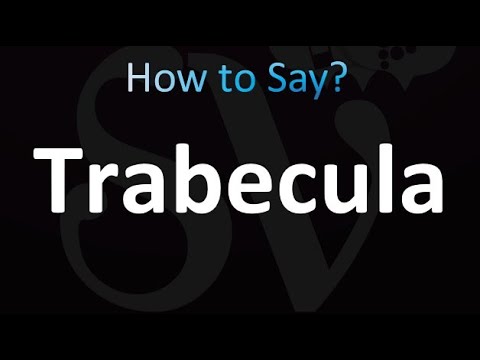 How to Pronounce Trabecula