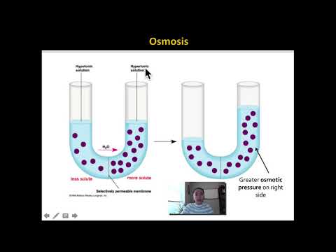 Diffusion and Osmosis Lab Video