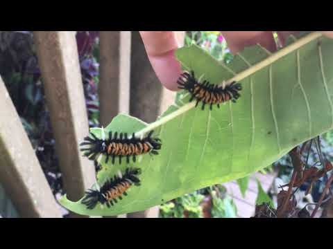 Native insects munching on milkweed – Featured Videos – Maryland Grows