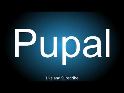 How to correctly pronounce - Pupal.