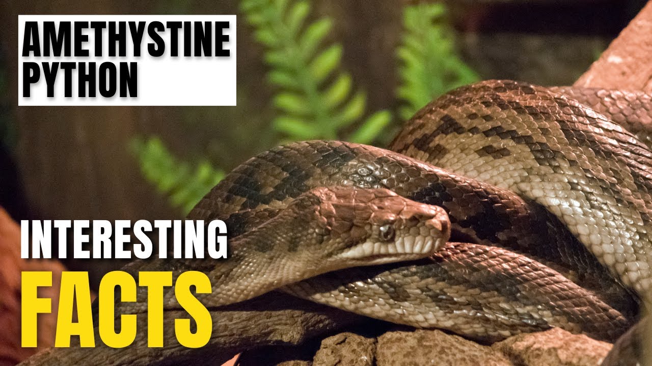 Amazing facts of Amethystine Python | Interesting Facts | The Beast World