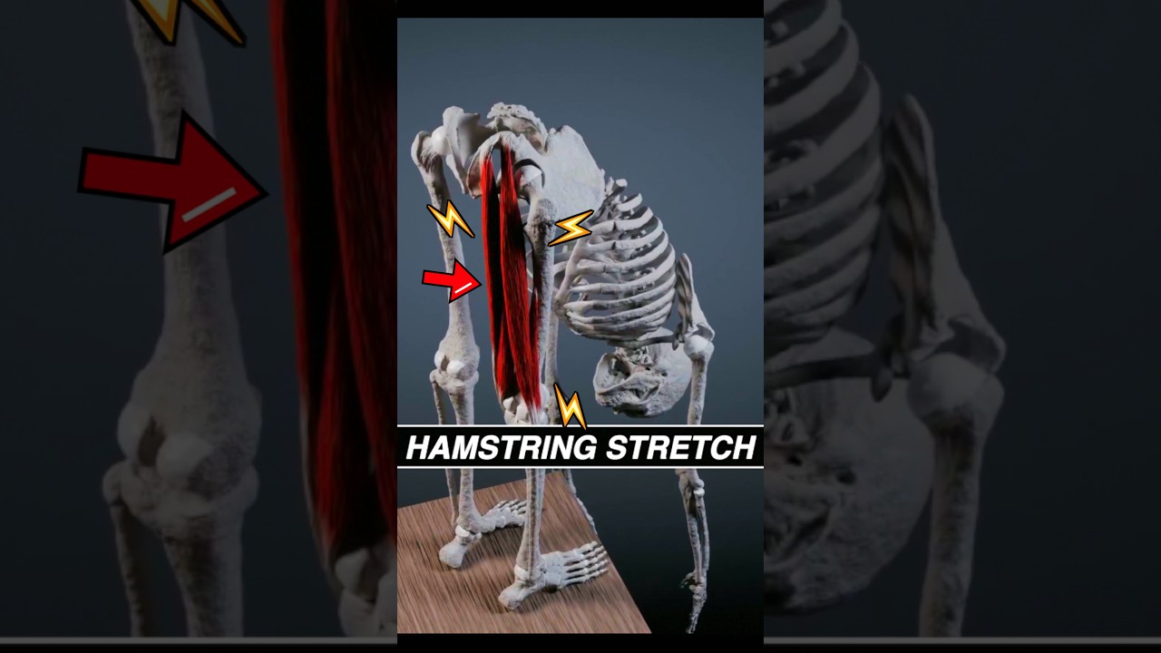 This is what your HAMSTRINGS look like when you stretch! #anatomy #3d #stretching #muscle #medical