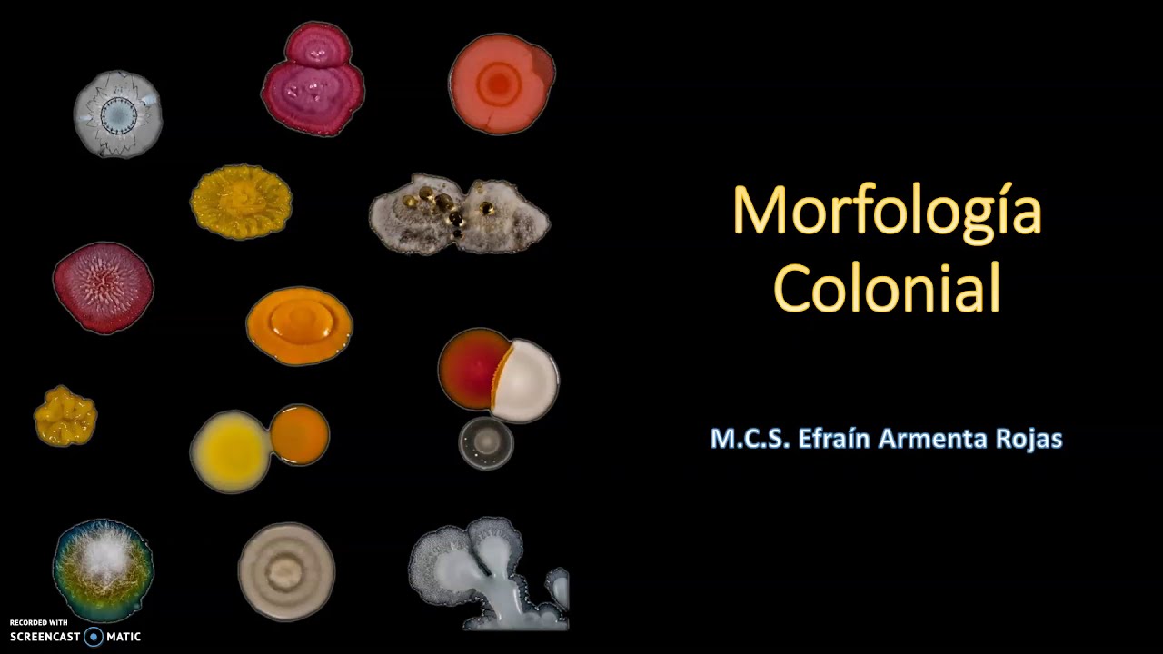 Morfología Colonial