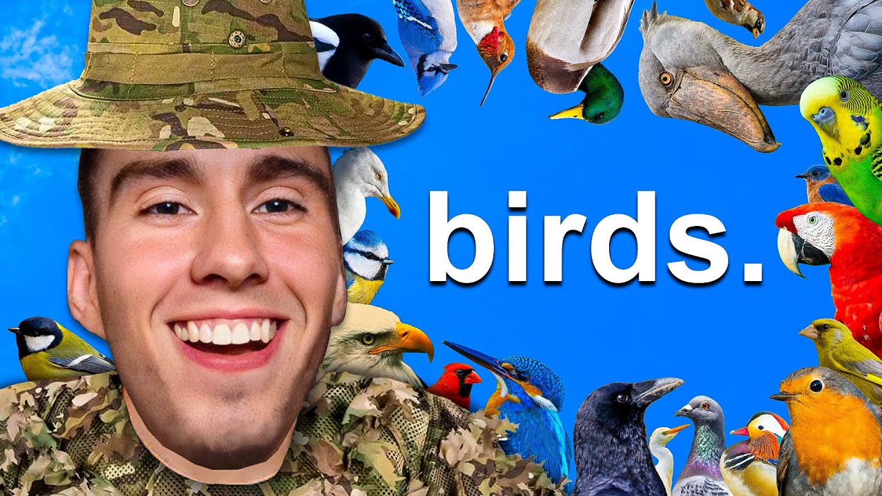 Birds in a Nutshell