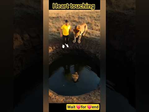 Lion Cub Reunites With Human Who Saved Him #shorts #animals #ytshorts
